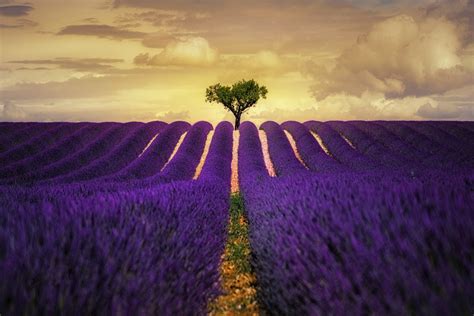 Download Purple Flower Field Nature Lavender Hd Wallpaper