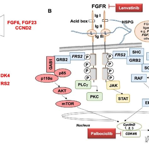 Chromosomal Localization Of The Patients Amplified Genes Cdk4 Mdm2