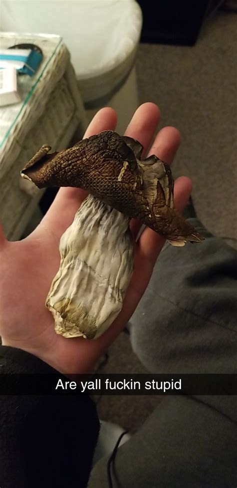 Huge Cubensis R Drugsarebeautiful