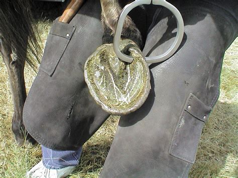 htest 1 farrier product distribution blog