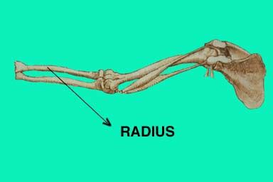 Radius