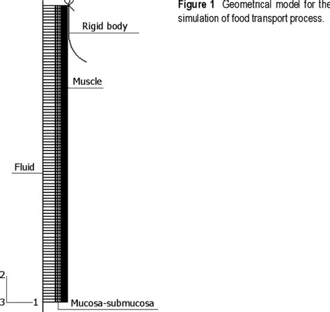 Figure 1 From Finite Element Simulation Of Food Transport Through The