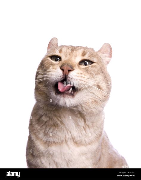 Cat With Mouth Open Meaning At Jasper Gunson Blog