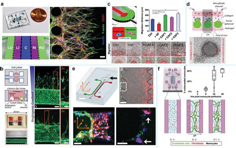 Microfluidic Modeling Of Tumor Metastasis A A Microfluidic‐based