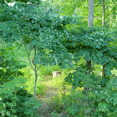 Sassafras Tree Saplings X 5 Sassafras Albidum Plant Sassafras Etsy Sassafras Tree Saplings X 5 Sassafras Albidum Plant Sassafras Etsy