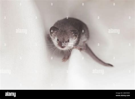 Small Wild Animal Shrew Looks At The Camera Among White Cloth Stock
