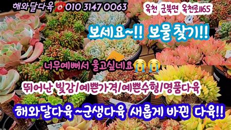 와~탄성이 나오는 놀라운 빛감 찐 빛감다육 오늘도 좋은군생다육들만 선별 소개 잘보시면 명품다육을 득템유료광고포함