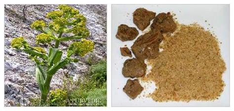 Asafoetida Or Heeng A Stinking Plant Derived Gum Before Cooking