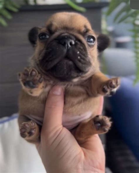 Are You Ready For Pibble In My Pibble Fandom