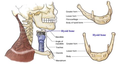 Hyoid Bone And Related Muscles And Ligaments Ranzcrpart1 Wiki