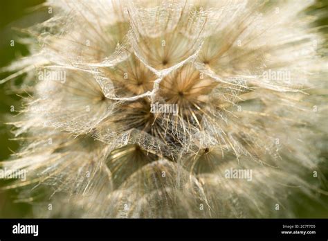 Seed Head Of Tragopogon Pratensis Meadow Salsify Showy Goats Beard