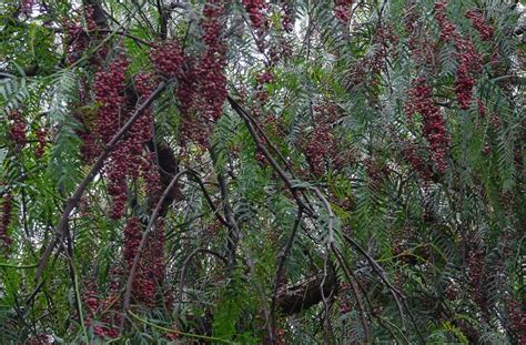 Rosa Pfeffer Schinus Terebinthifolius