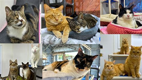 Simons Cat Kitten Origins Part 1 Kitten Surprise When The Cat