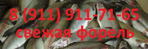 Свежая форель Кронштадт | Форель свежая, не потрошенная, не мороженная ...