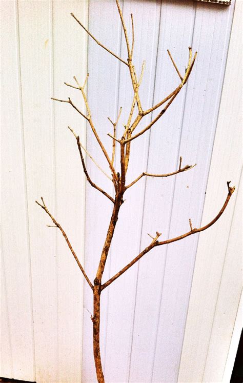 Como fazer árvore decorativa CUSTOMIZANDO NET Blog de customização de roupas moda