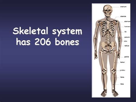 Skeletal Pathology Skeletal System Has 206 Bones Anatomy
