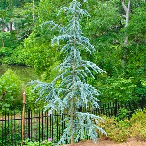 Types Of Small Evergreen Trees