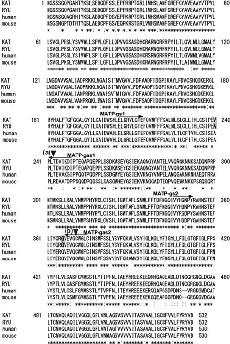Deduced Primary Sequence Of Suncus Slc45a2 Alignment Of The Deduced