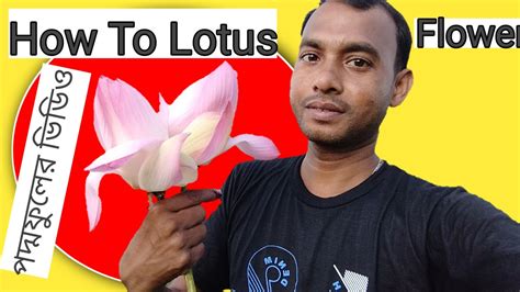 How To Lotus Flower পদ্ম ফুলের ভিডিও। এ এক পদ্ম ফুলের সম্রাজ্য। Sidharthamal Vlogs Youtube