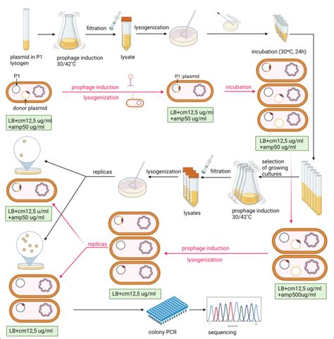 Figure E Scheme Of Pp Targeted Mutation Acquisition By Homologous