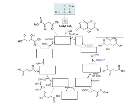 Citric Acid Cycle Structures