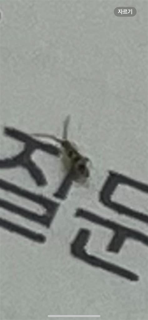 노란색 줄무늬 벌레 지식in