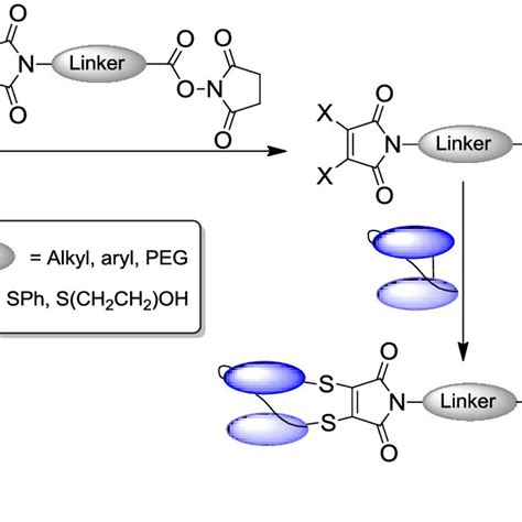 18 Basic Linker Design For Disulfide To Lysine Conjugation The Enzyme