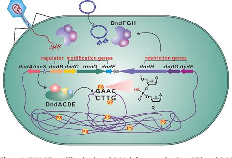 [pdf] Dna Phosphorothioate Modification—a New Multi Functional