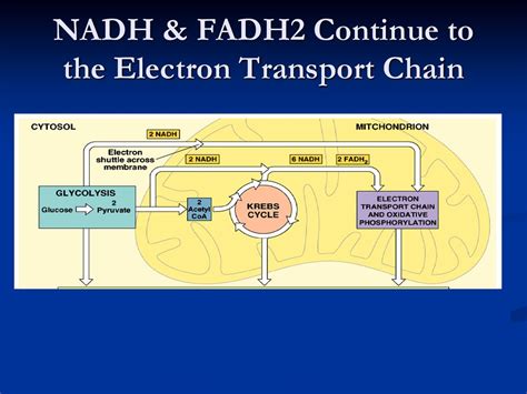 Photosynthesis Cellular Respiration Ppt Download