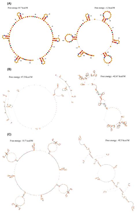 Predicted Secondary Structure And Free Energy Of Tandem Repeat