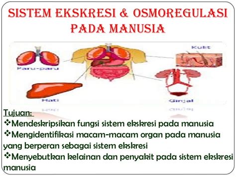 Sistem Ekskresi