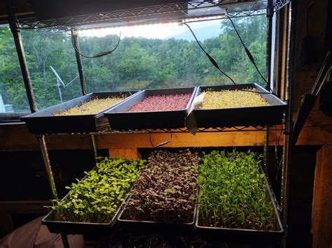 How To Grow Microgreens For The Beginner My Homestead Life