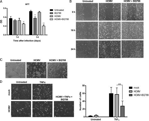 The Effects Of Human Cytomegalovirus Hcmv And Endothelin Receptor