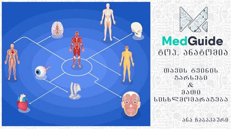 Medguide მედგიდი ტოპ ანატომია თავის ტვინის გარსები და მათი სისხლმომარაგება Youtube