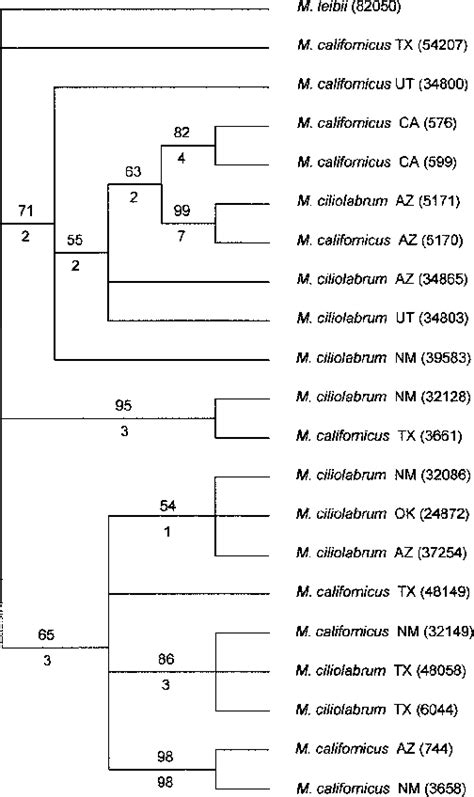 —unrooted Strict Consensus Of 10 Most Parsimonious Trees Obtained From Download Scientific