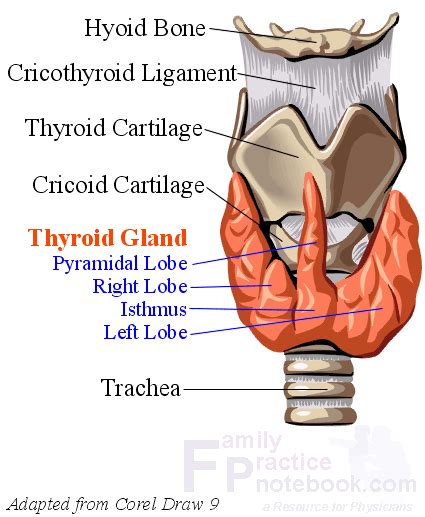 Thyroid Anatomy