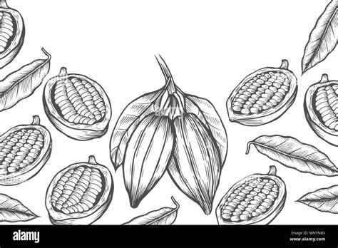 Cocoa Bean Tree Design Template Engraved Style Illustration Chocolate Cocoa Beans Vector