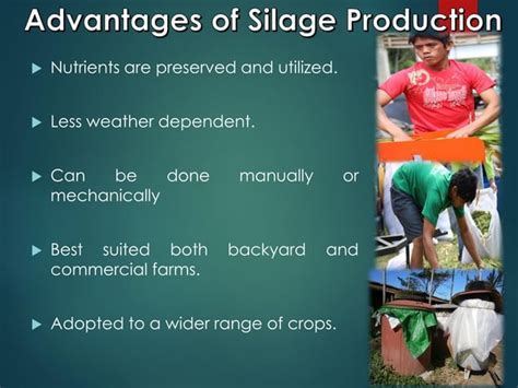 Corn Silage Production Nilo Padilla Pdf