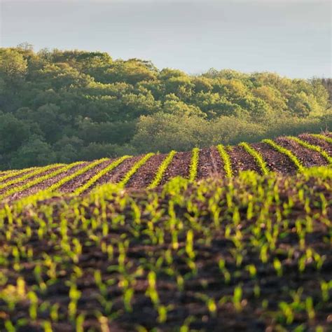 Insha Momin Sustainable Food Lab