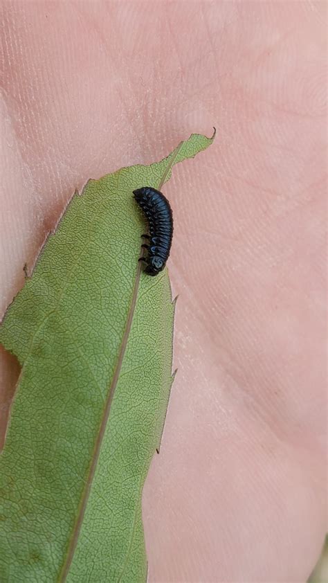 Goldenrod Leaf Beetle Larva Rentomology