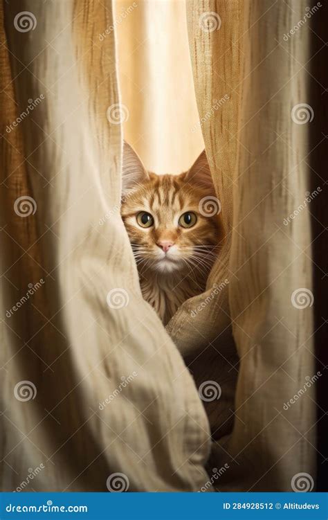 Cat Hiding And Peeking Out From Behind A Curtain Stock Illustration
