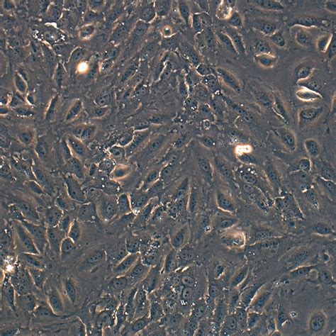 细胞学实验 上海晓研生物科技有限公司