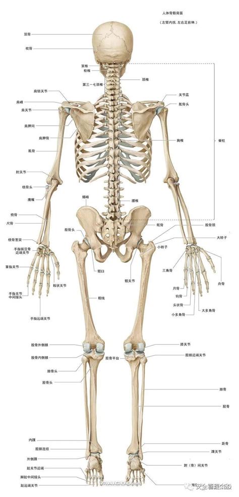 人体骨骼结构图 知乎