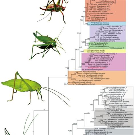 bayesian phylogram derived from the conc94 matrix the two values on