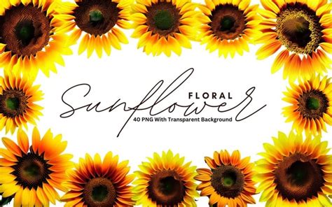 Sunflower Floral Premium Png Bundle 323204 Templatemonster