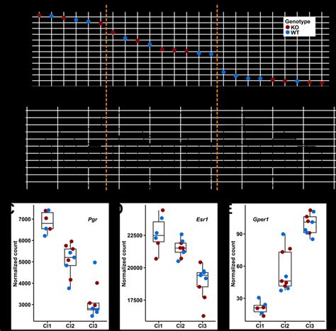clusters and expression levels in the 24 rna seq samples of oviducts