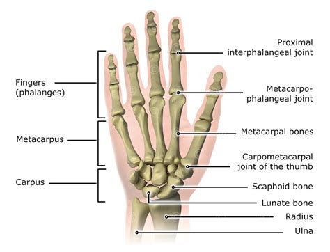 Illustration Anatomy Hand Medicalgraphics