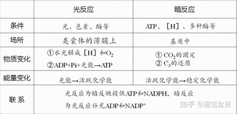 植物的光合作用有什么原理？ 知乎