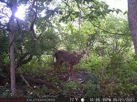 Oddball Iowa Whitetail Forums