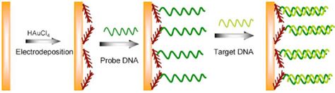 Schematic Illustration Of Fabricating The Electrochemical Dna Biosensor